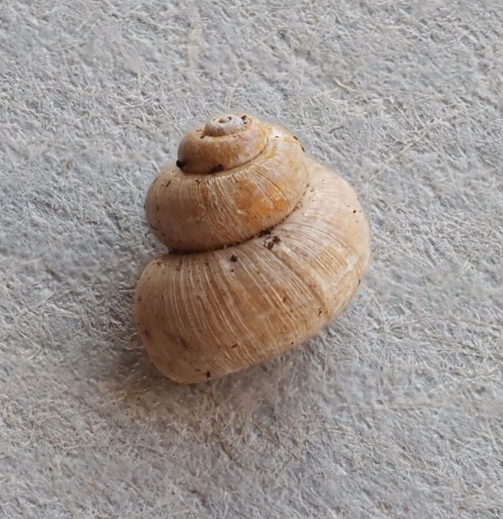 Valve Snail | NatureSpot