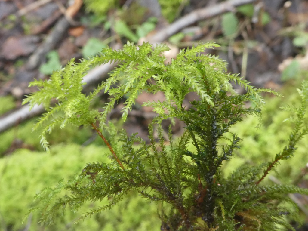 Fox-tail Feather-moss | NatureSpot