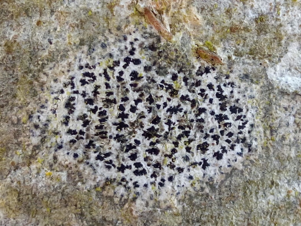 Common Lichens on Smooth-barked Tree Trunks | NatureSpot