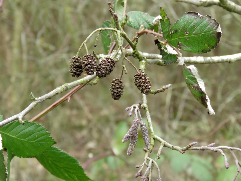 Grey Alder | NatureSpot