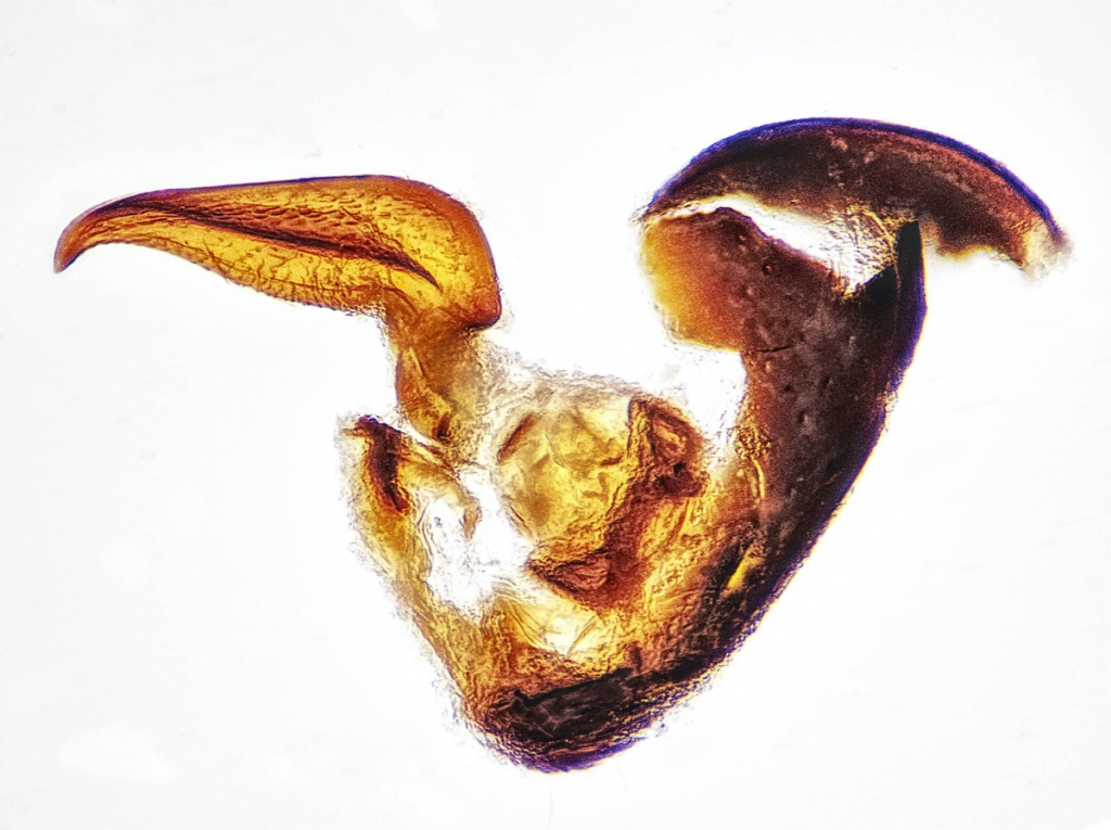 Common Flower Bug | NatureSpot