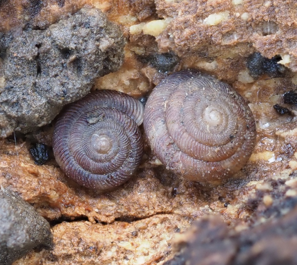 Discus Snail | NatureSpot