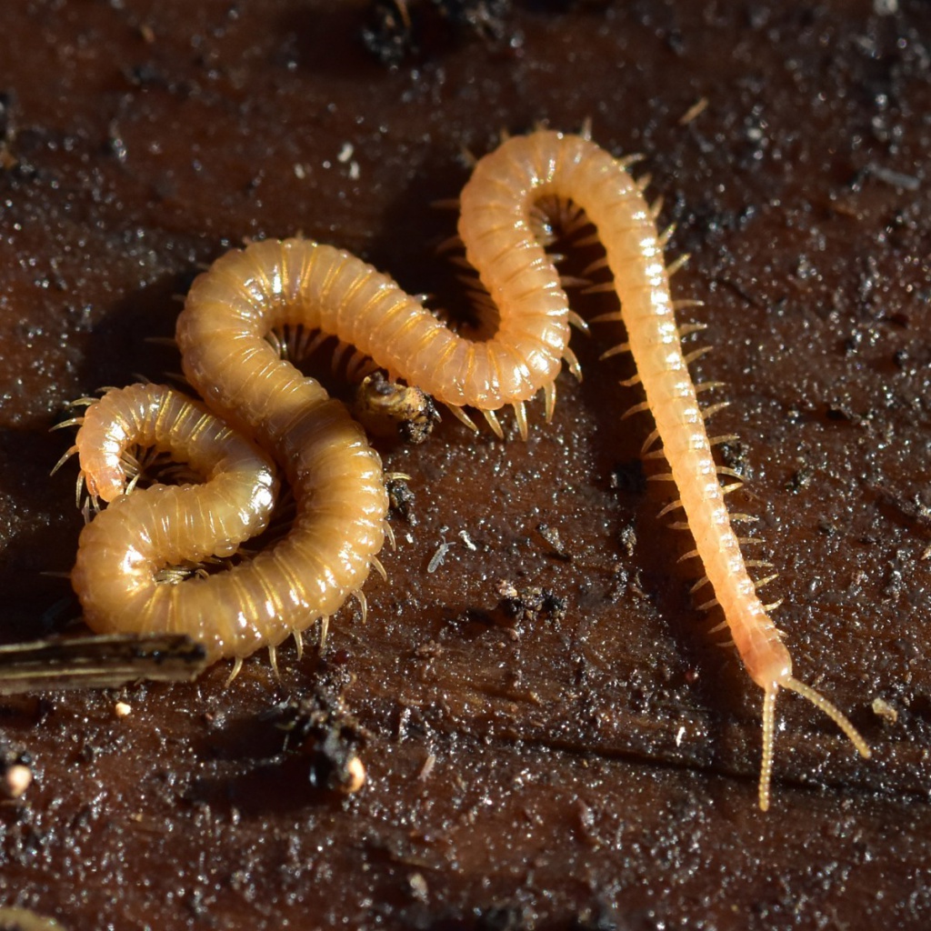 largest uk centipede