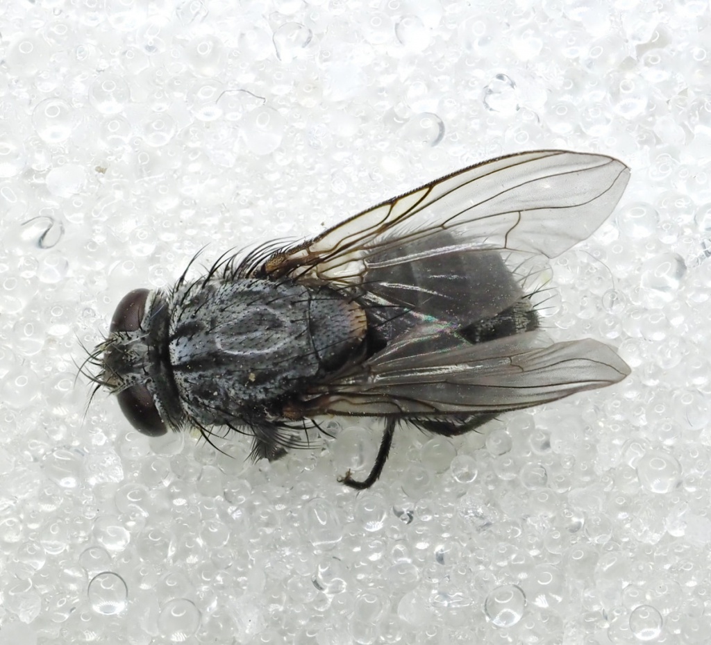 Muscina prolapsa | NatureSpot