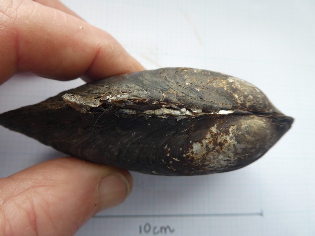 Duck Mussel | NatureSpot