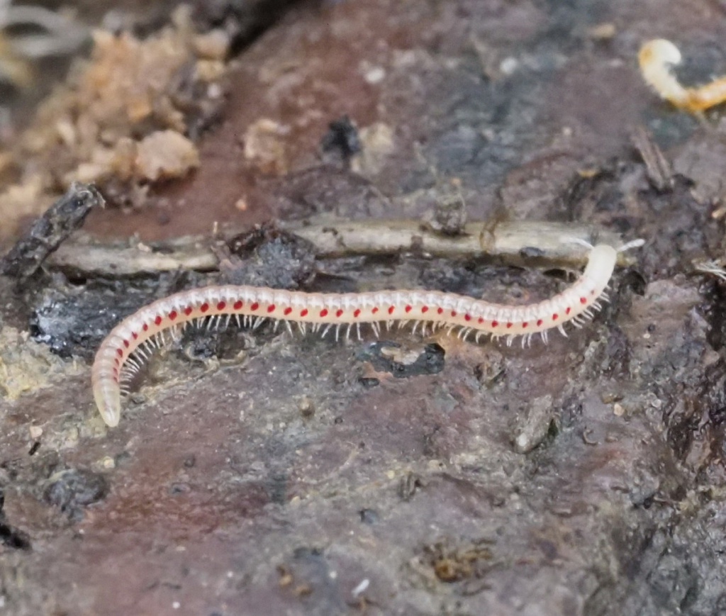 millipede naturespot