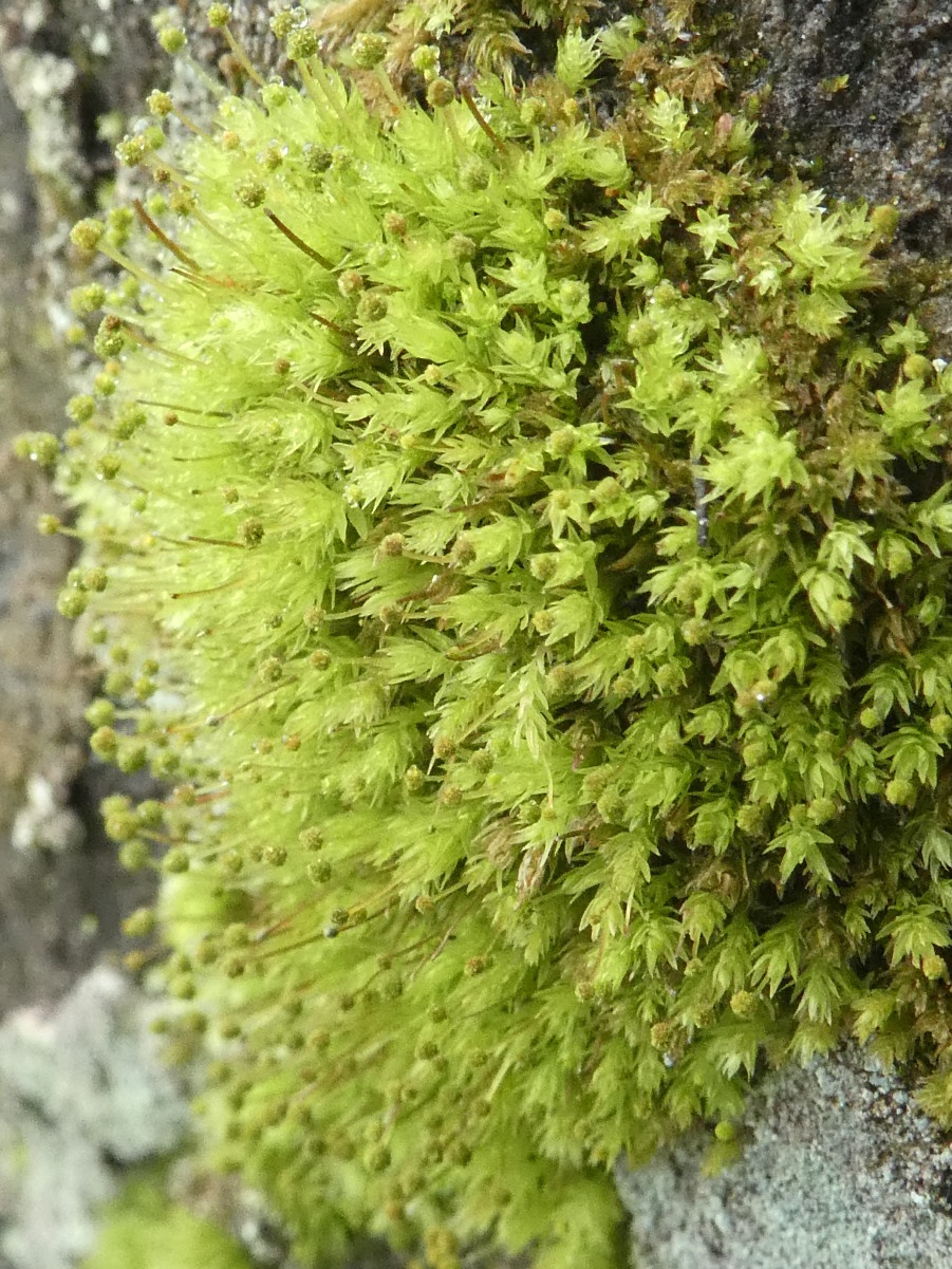 Bud-headed Groove-moss | NatureSpot