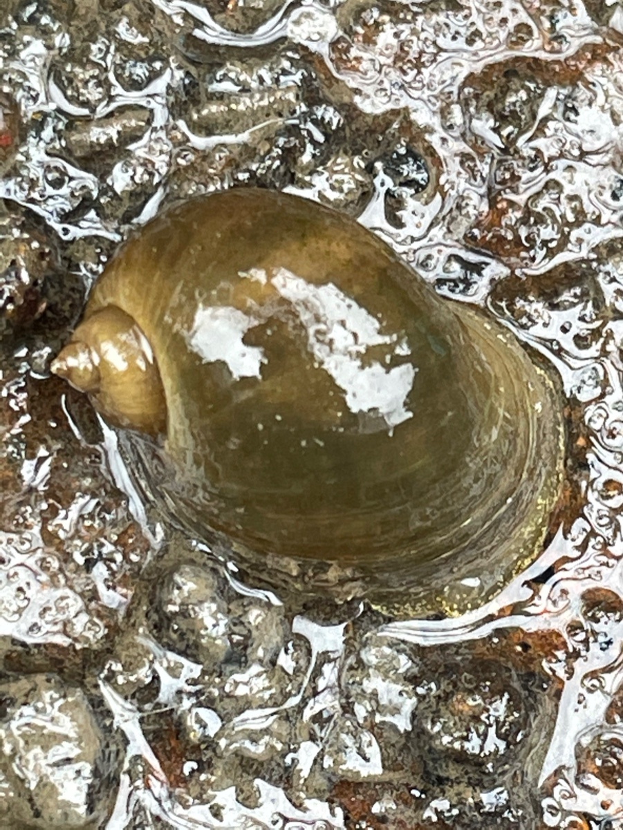 Ear Pond Snail | NatureSpot