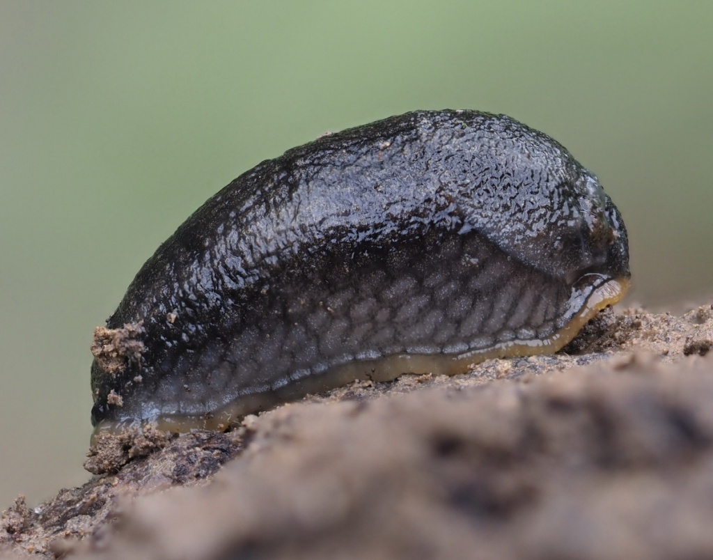 Blue-Black Garden Slug | NatureSpot