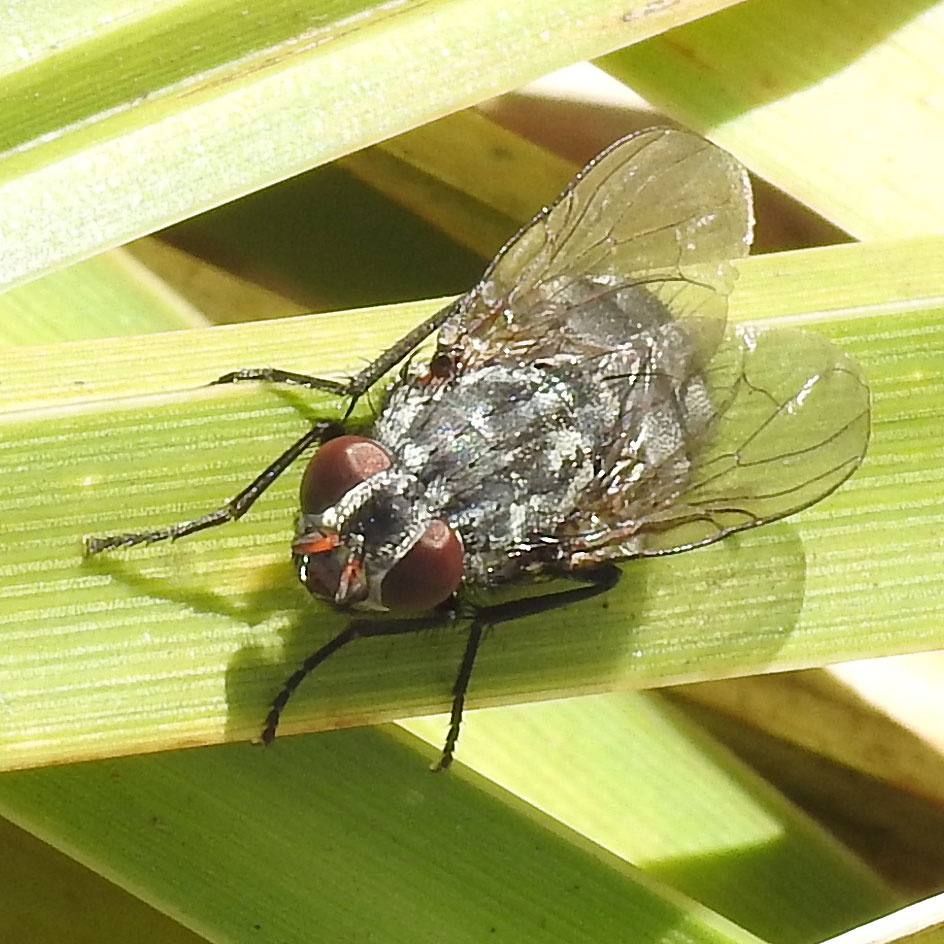 Muscina prolapsa | NatureSpot