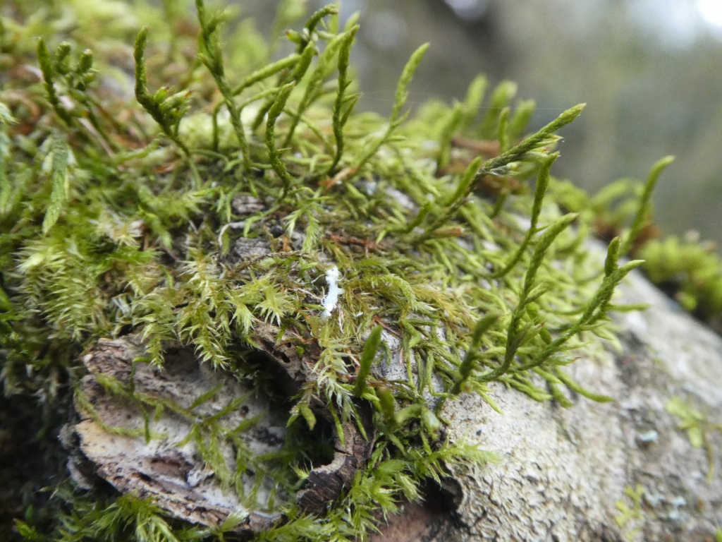Lateral Cryphaea | NatureSpot