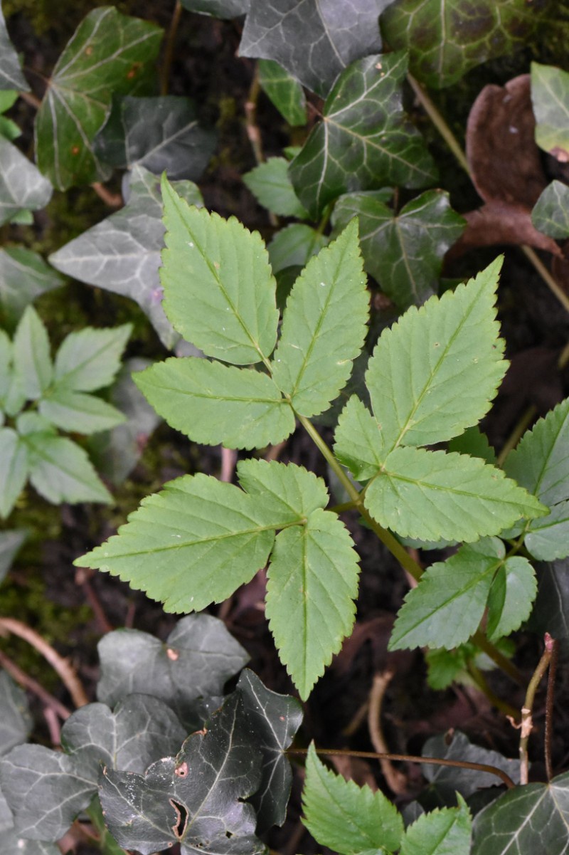 Ground-elder | NatureSpot