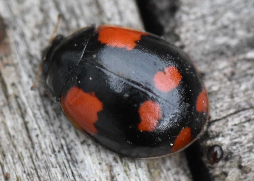 2 Spot Ladybird | NatureSpot