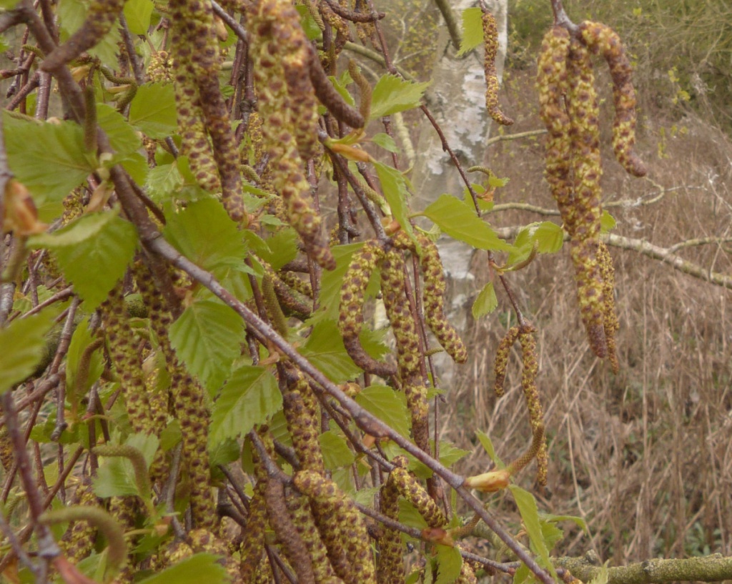 Silver Birch | NatureSpot