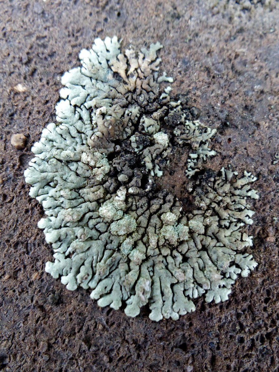 Xanthoparmelia mougeotii | NatureSpot