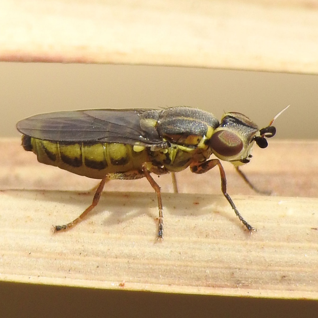 Chlorops frontosus | NatureSpot