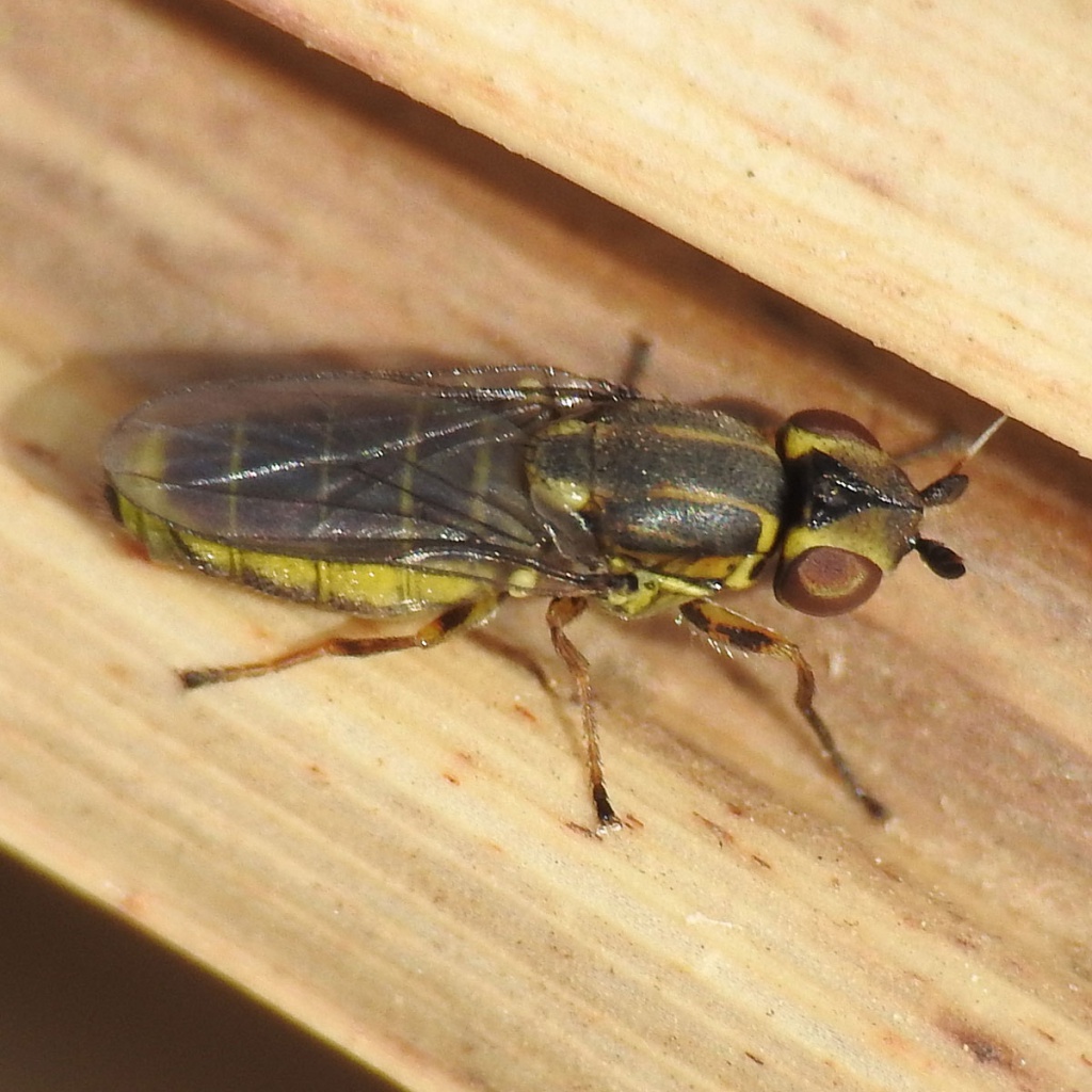 Chlorops frontosus | NatureSpot