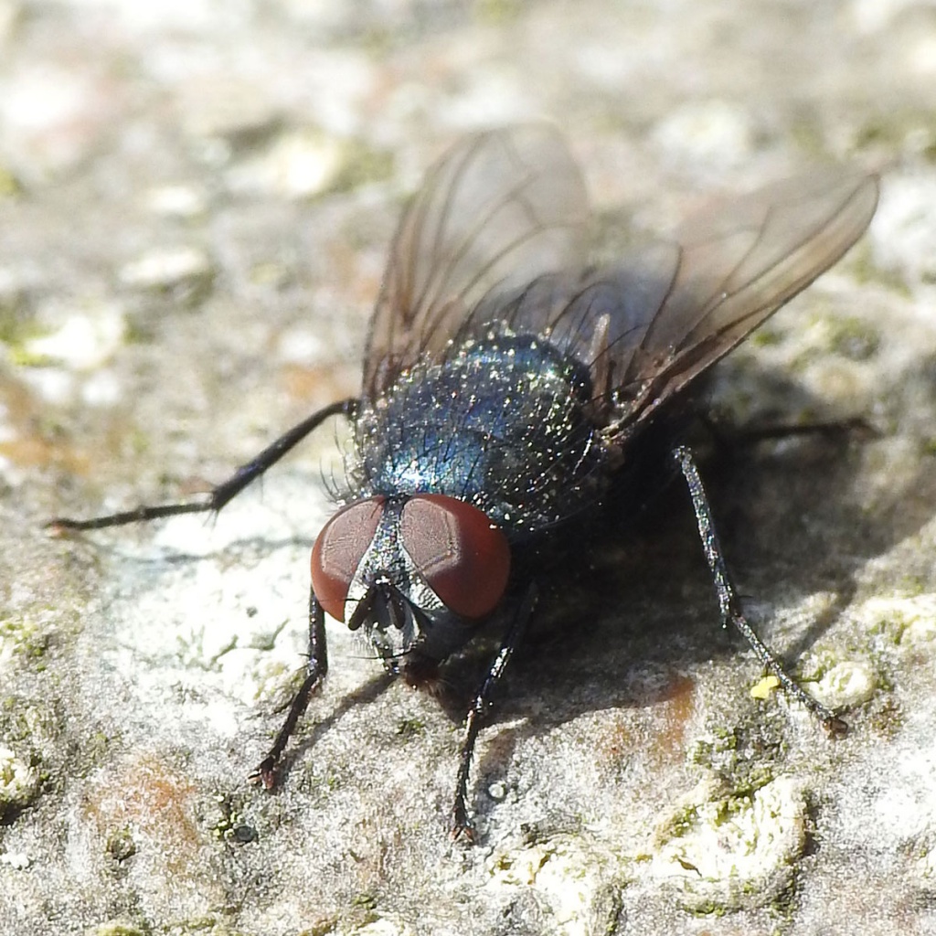Bird Blowfly | NatureSpot