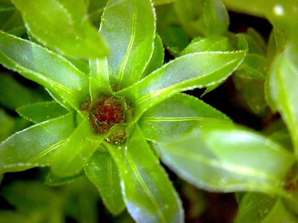 Swan's-neck Thyme-moss | NatureSpot