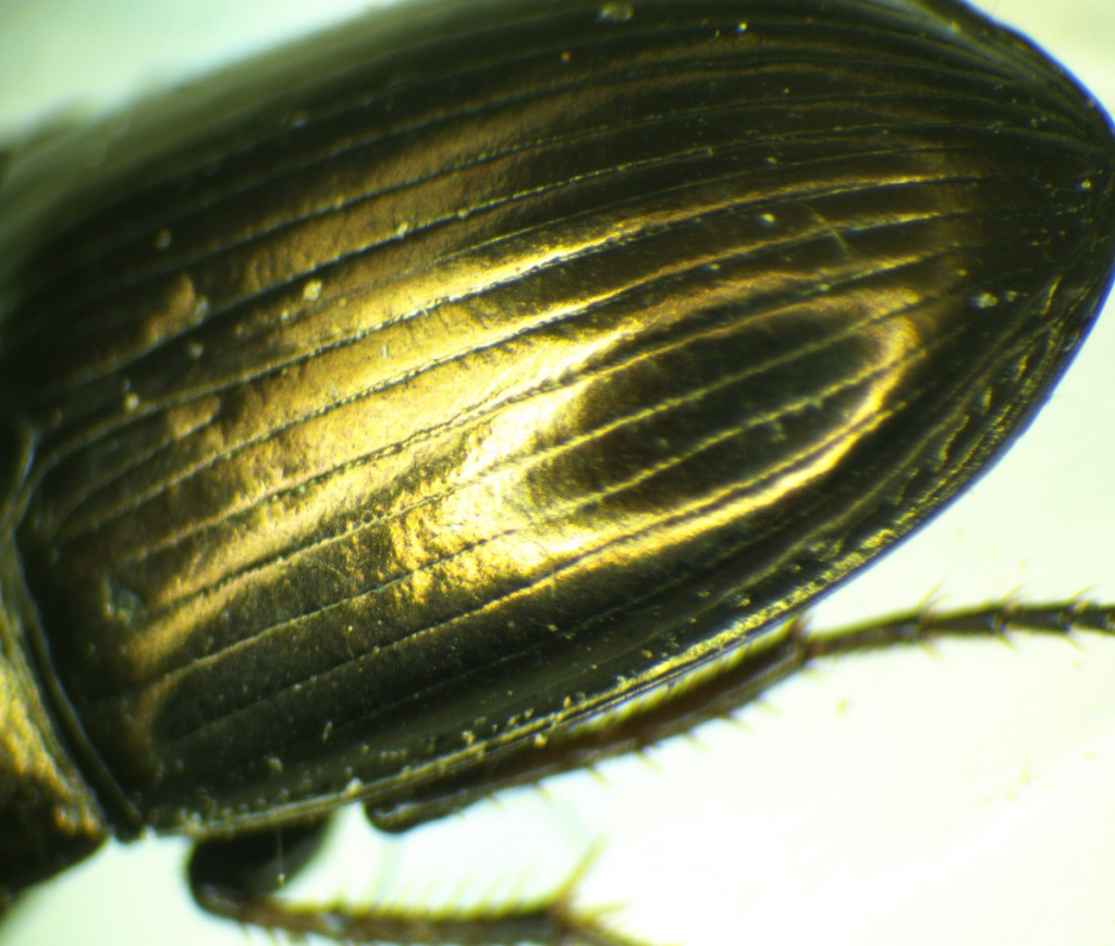 Amara communis | NatureSpot