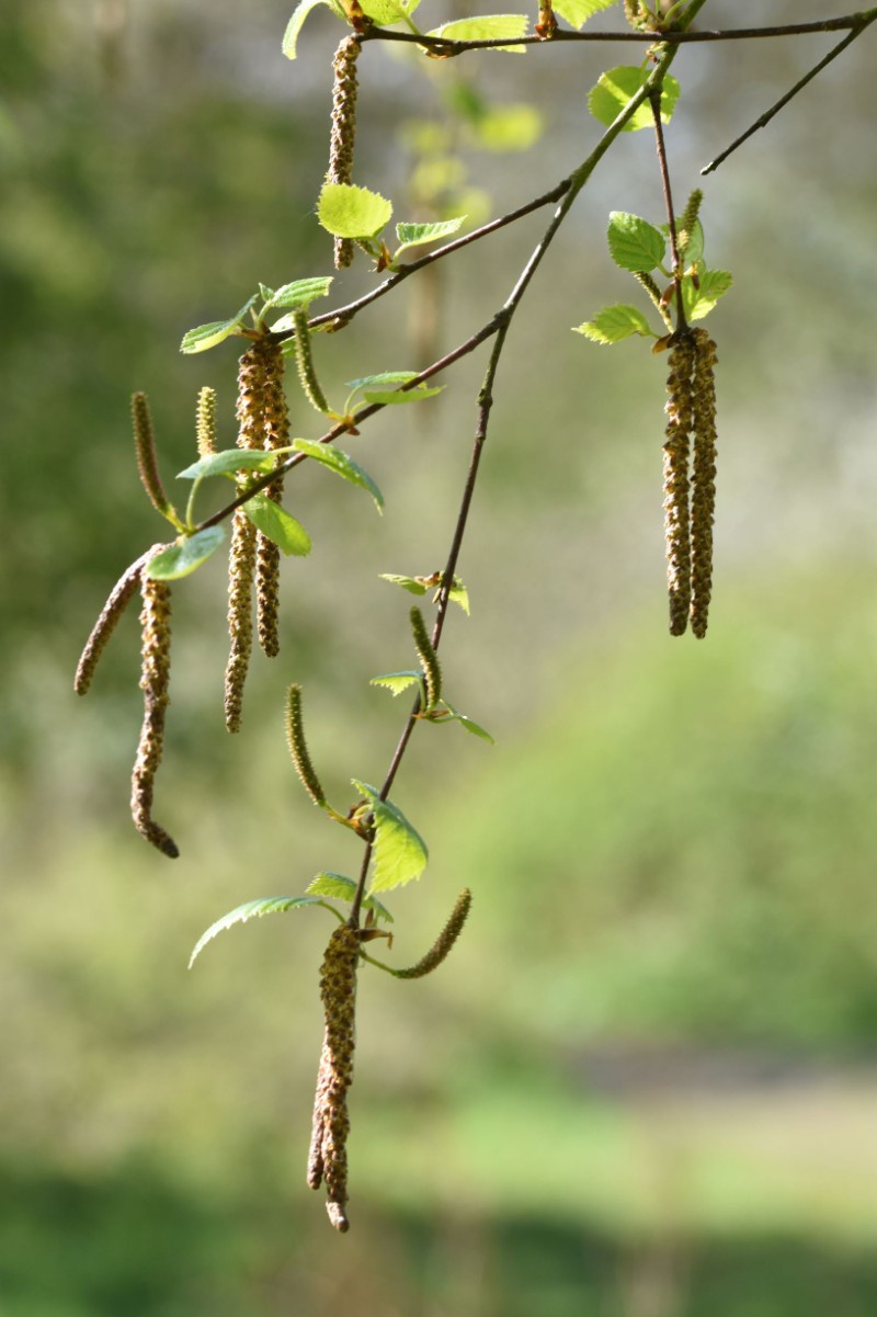 Silver Birch | NatureSpot