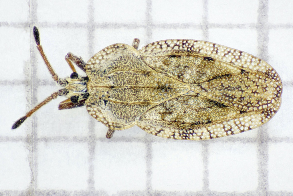Spear Thistle Lacebug | NatureSpot