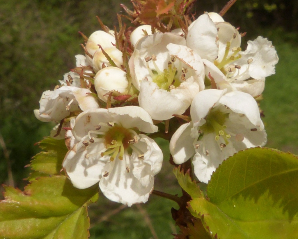 Pear-fruited Cockspurthorn | NatureSpot