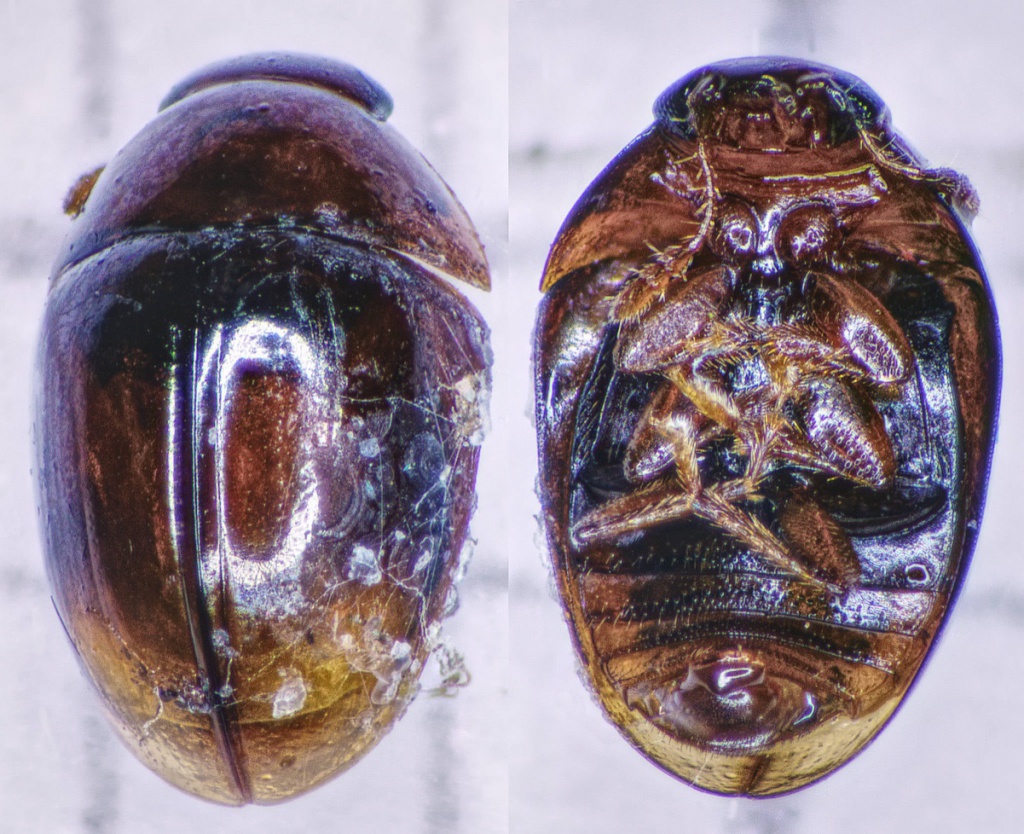 Stilbus testaceus | NatureSpot