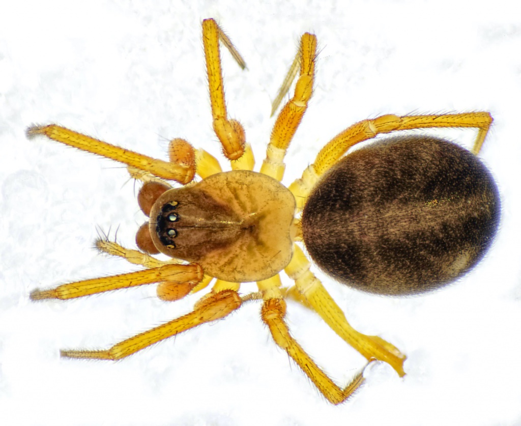 Gongylidium rufipes | NatureSpot