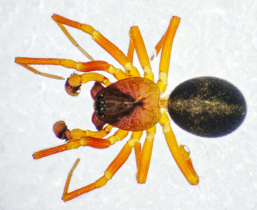 Gongylidium rufipes | NatureSpot