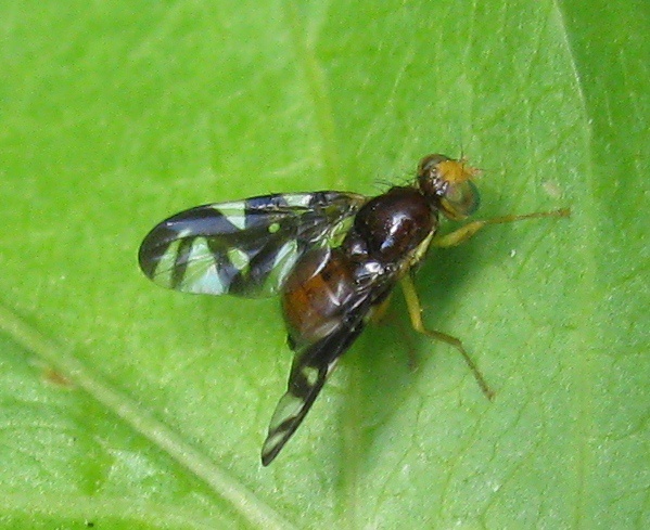 Celery fly | NatureSpot