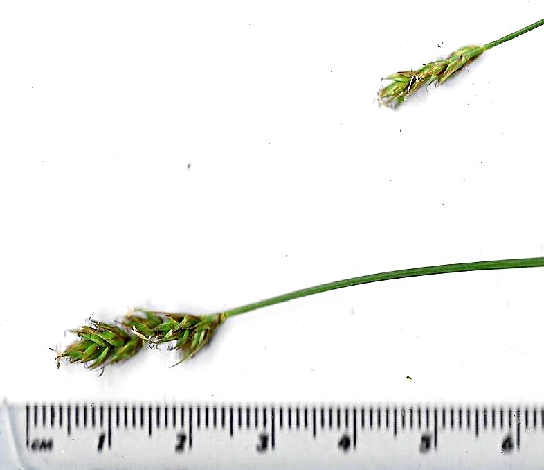 Spiked Sedge | NatureSpot