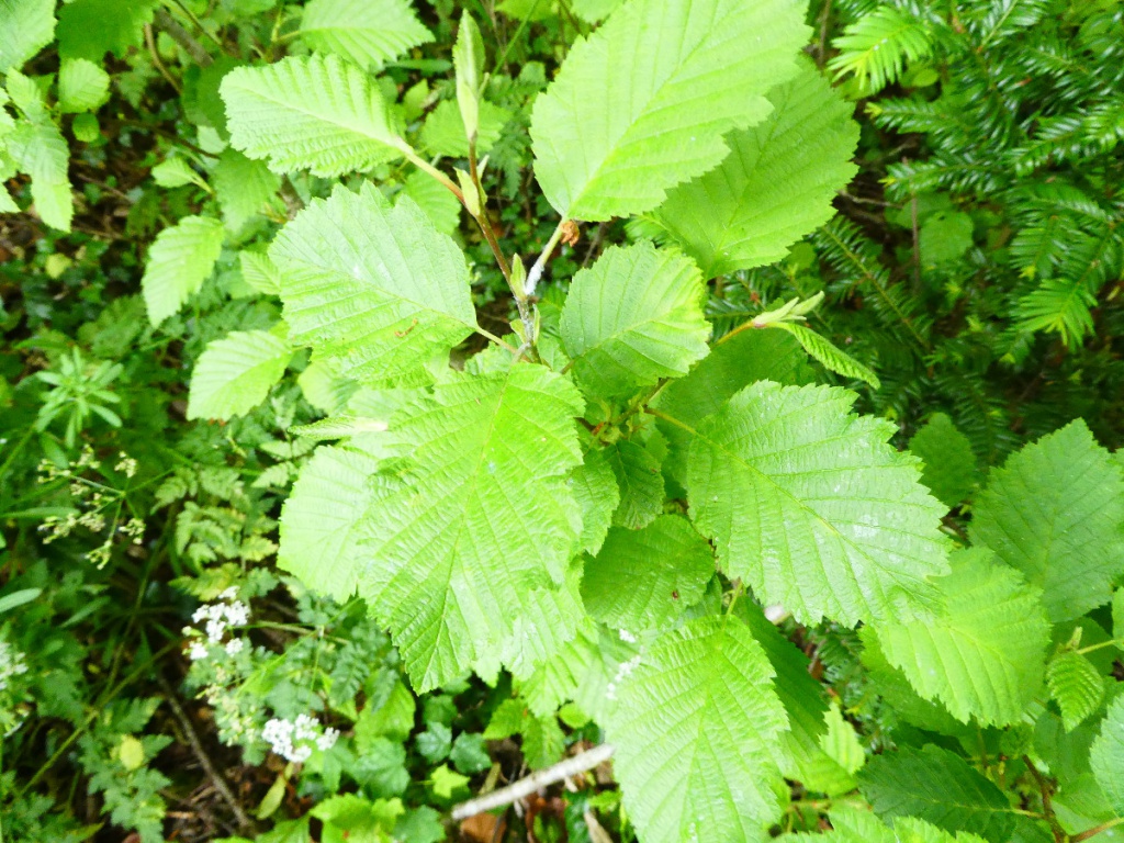 Grey Alder | NatureSpot