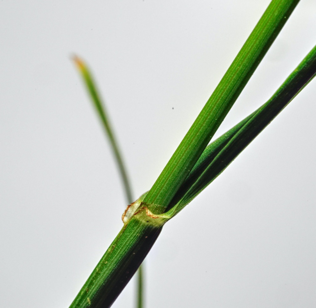 Perennial Rye-grass | NatureSpot