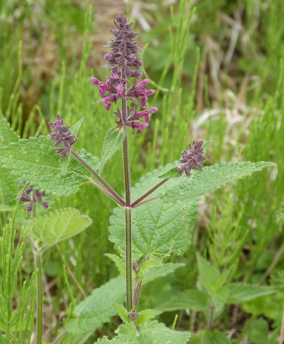 Hedge Woundwort | NatureSpot