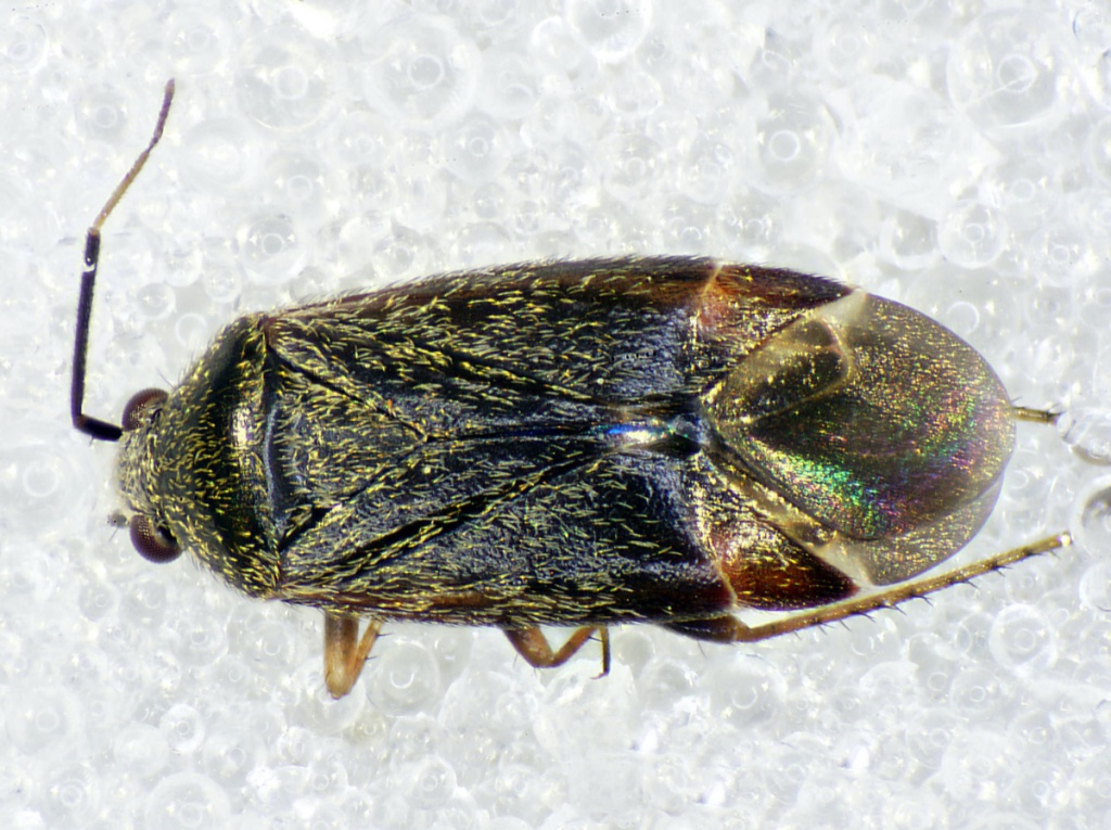 Psallus ambiguus | NatureSpot