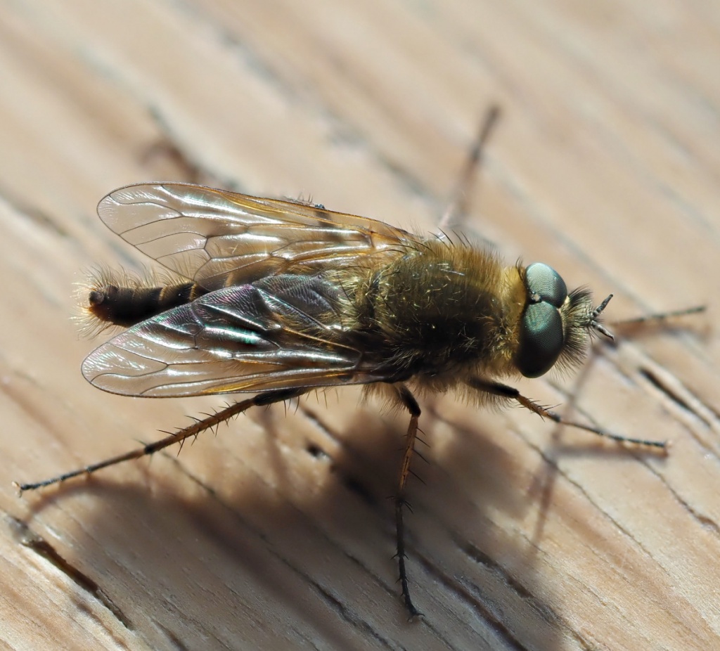 Thereva nobilitata | NatureSpot