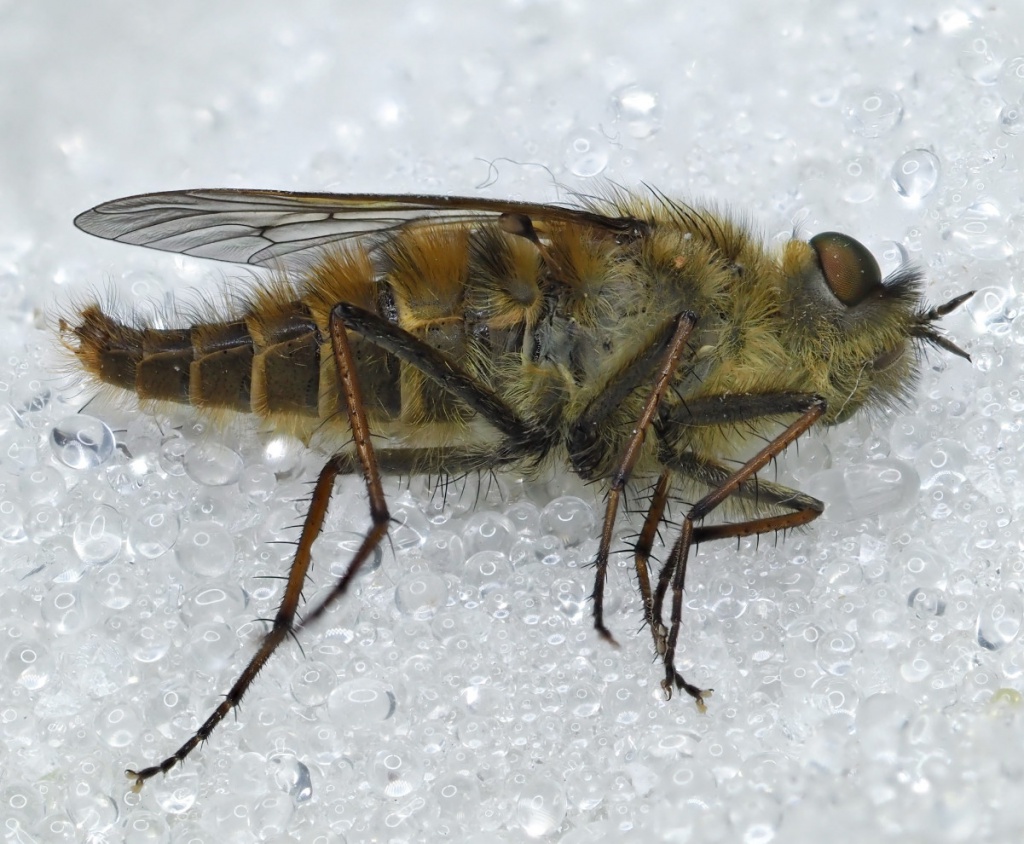 Thereva nobilitata | NatureSpot