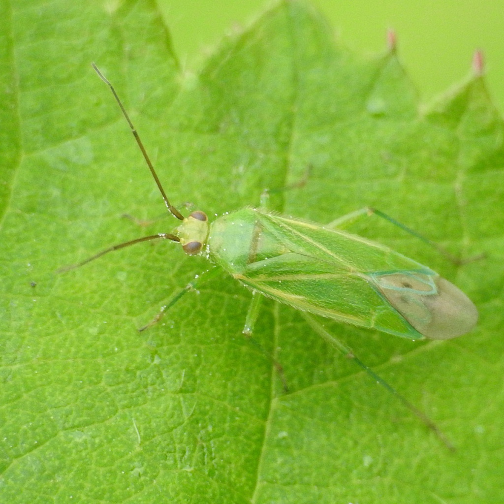 Orthotylus marginalis | NatureSpot