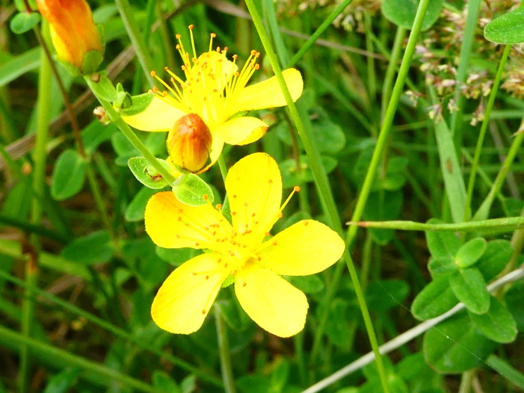 hypericum pulchrum