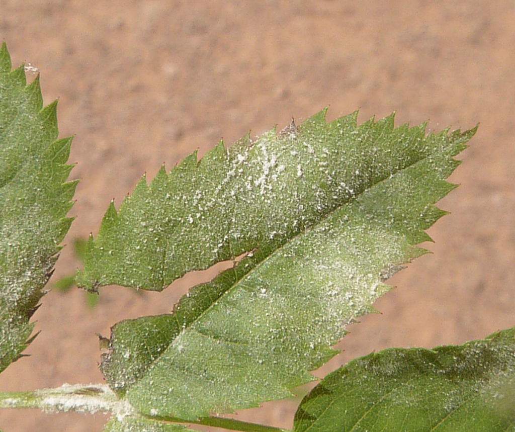 Rose Mildew | NatureSpot