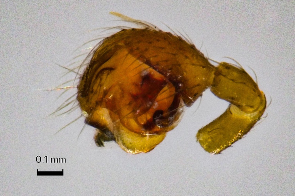 Diplocephalus picinus | NatureSpot