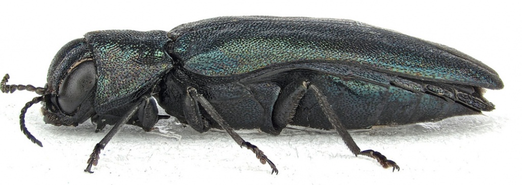Agrilus cyanescens | NatureSpot