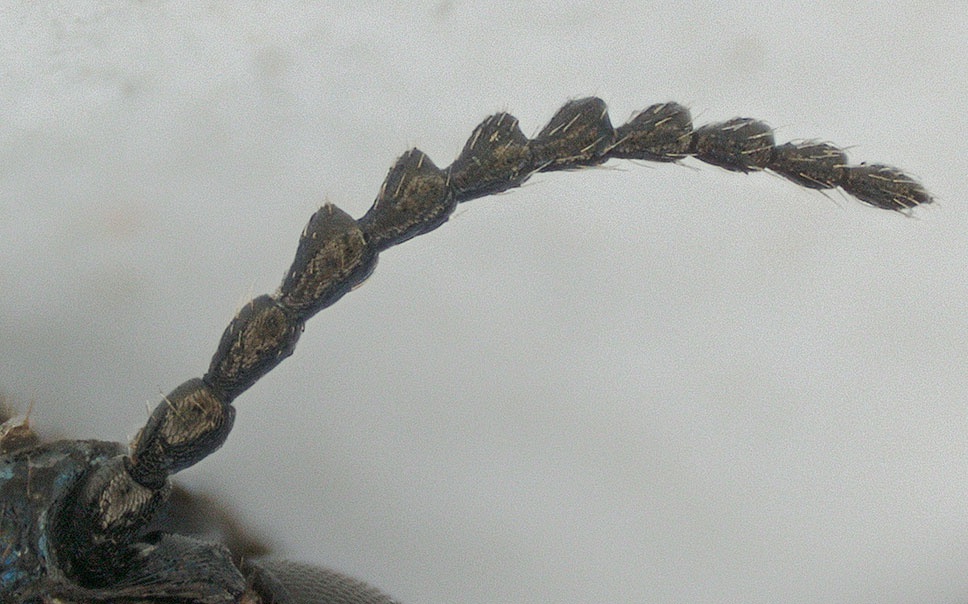 Agrilus cyanescens | NatureSpot