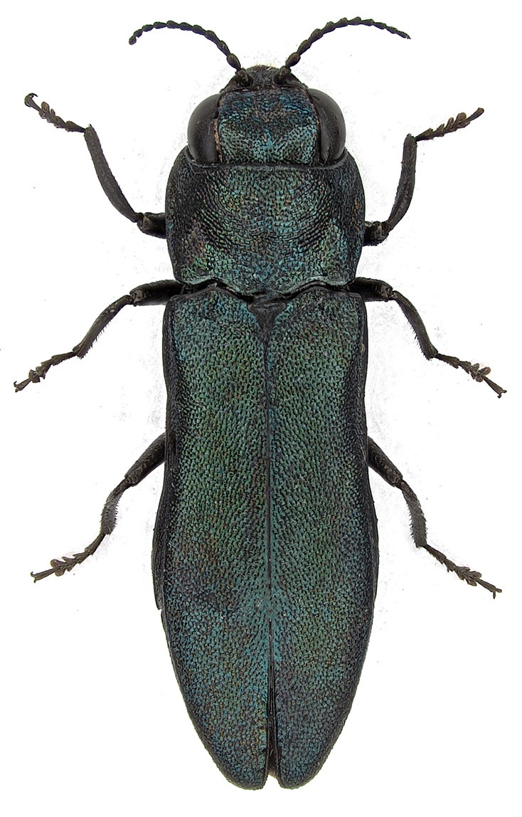 Agrilus cyanescens | NatureSpot