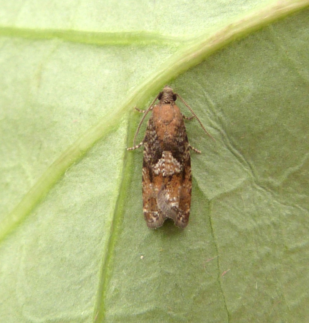 Spruce Bud Moth | NatureSpot