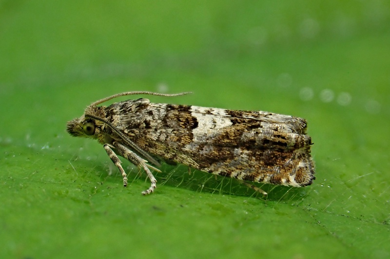 Epiblema costipunctana | NatureSpot