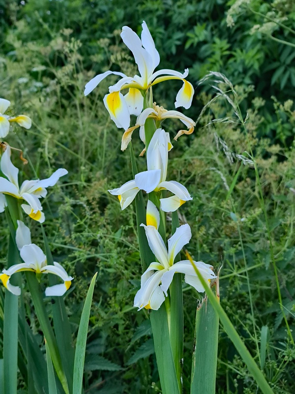 Dutch Iris | NatureSpot