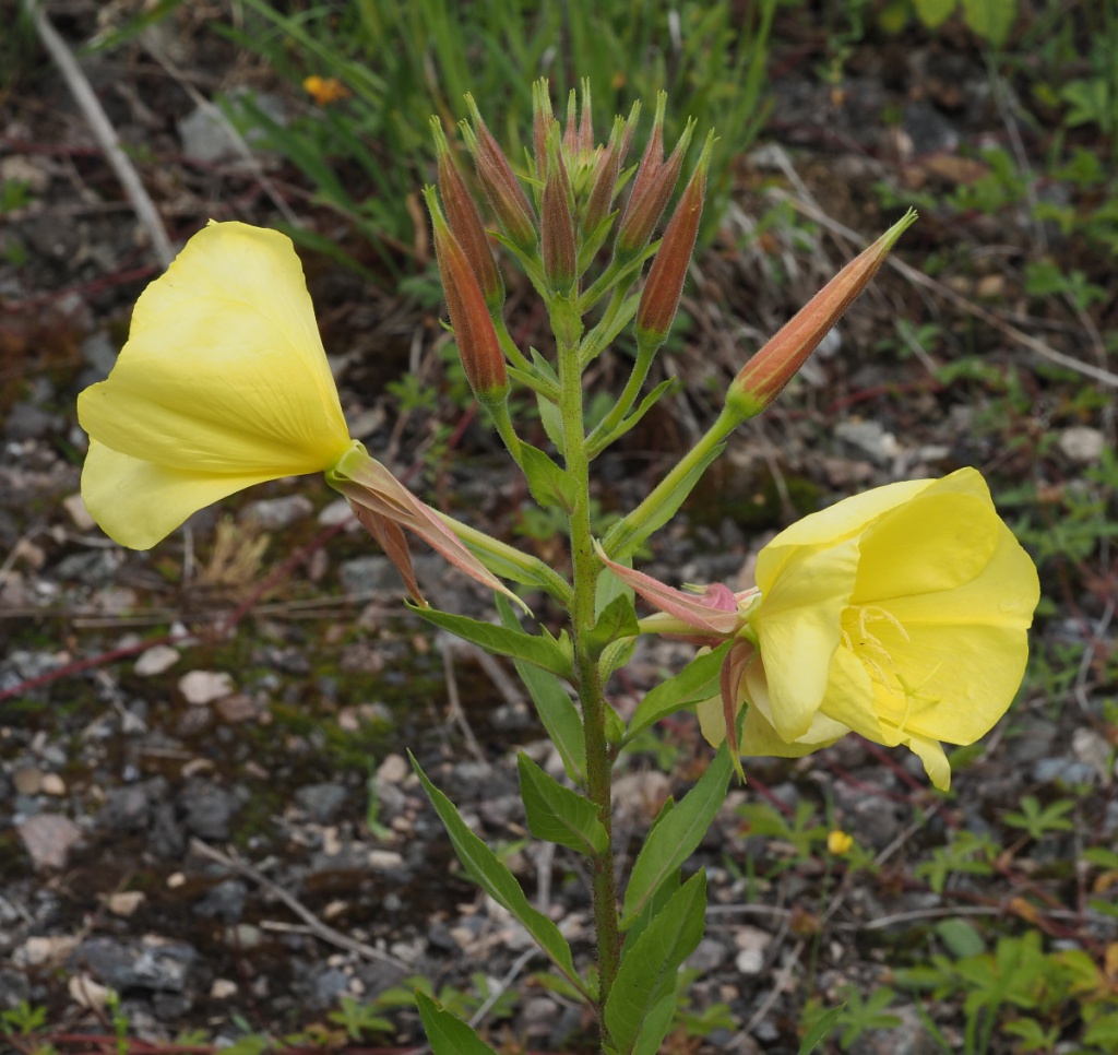 Large-flowered Evening-primrose | NatureSpot