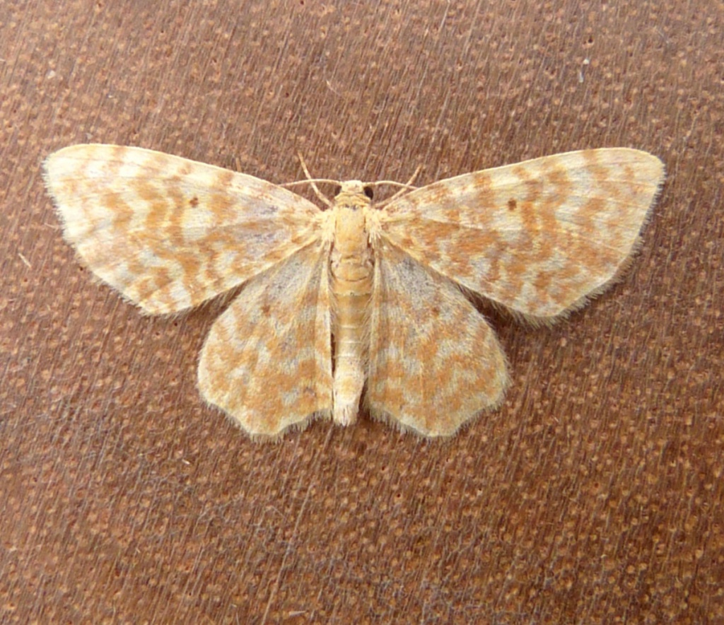 yellow moth small